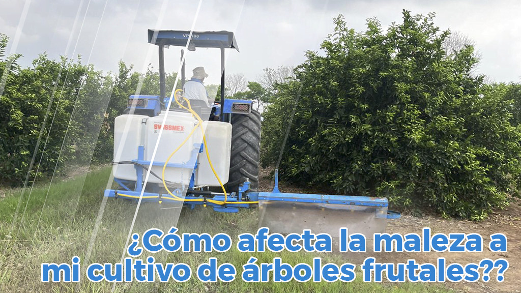 ¿Cómo afecta la maleza a mi cultivo de árboles frutales?